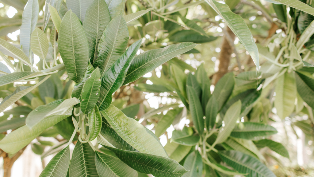 4 Favorite Treatments off Sunset Key Cottages’ Spa Menu