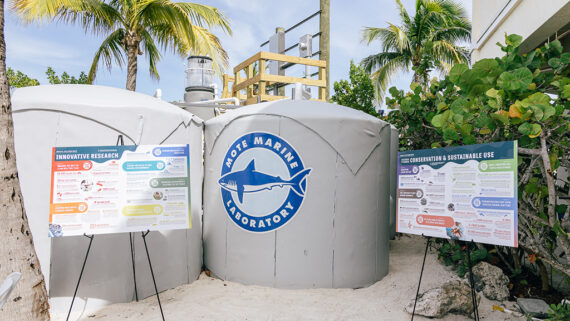 Mote Marine Laboratory’s Conservation Projects in Florida