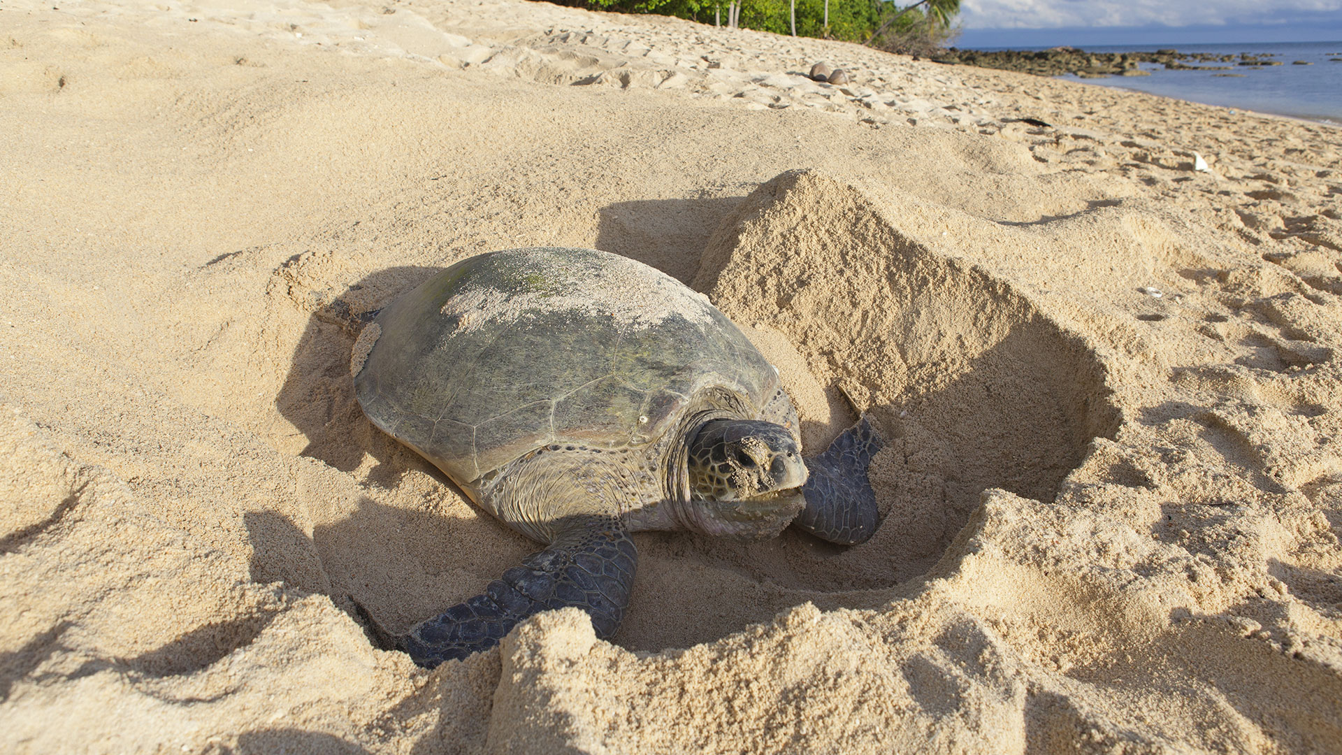 Florida’s Sea Turtle Nesting Season Tips | Opal Collection