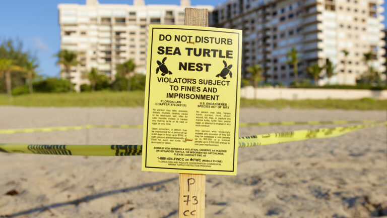 Florida’s Sea Turtle Nesting Season Tips | Opal Collection