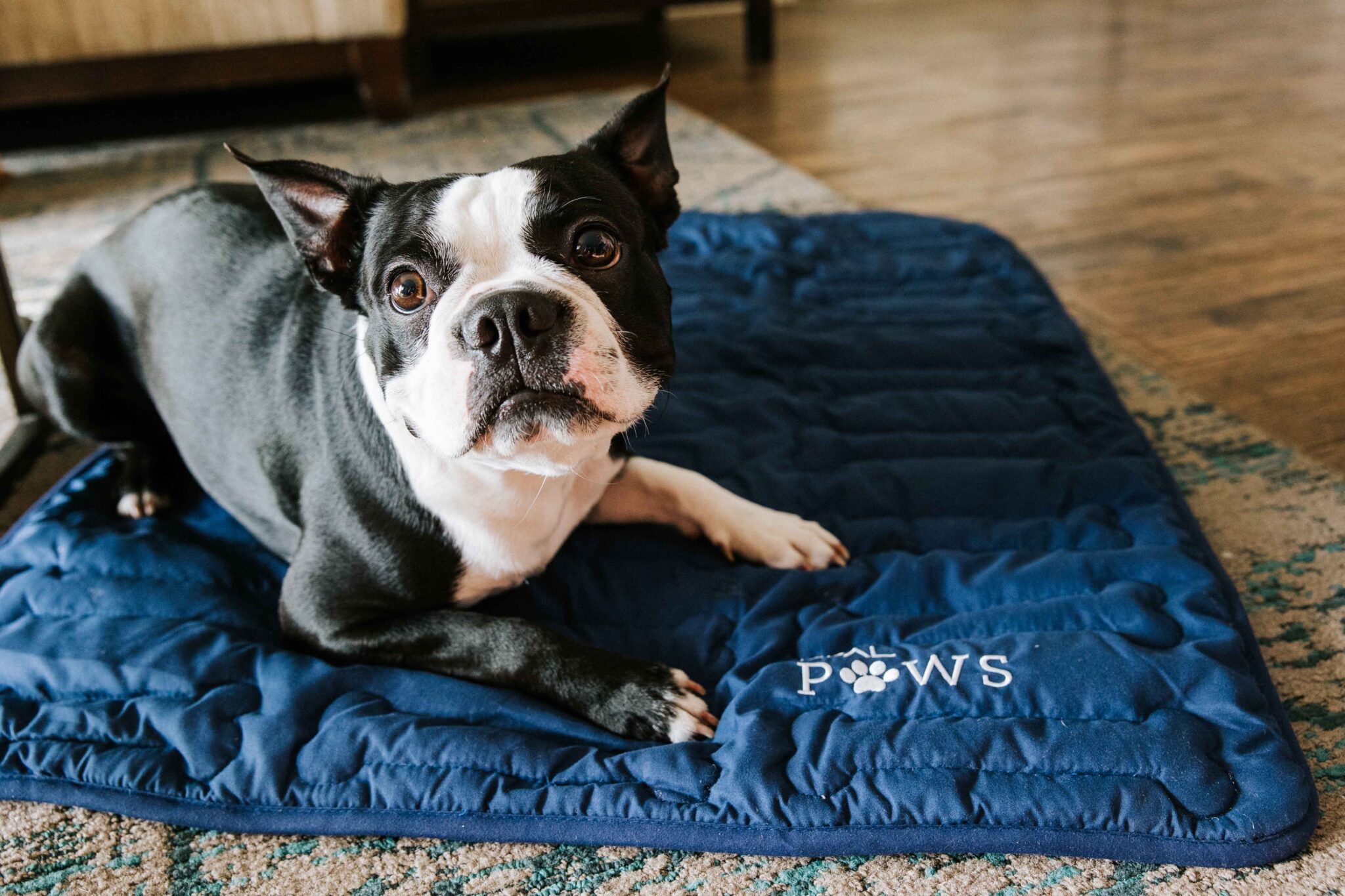 Clearwater Beach’s Best Oceanfront Suites | Opal Sol